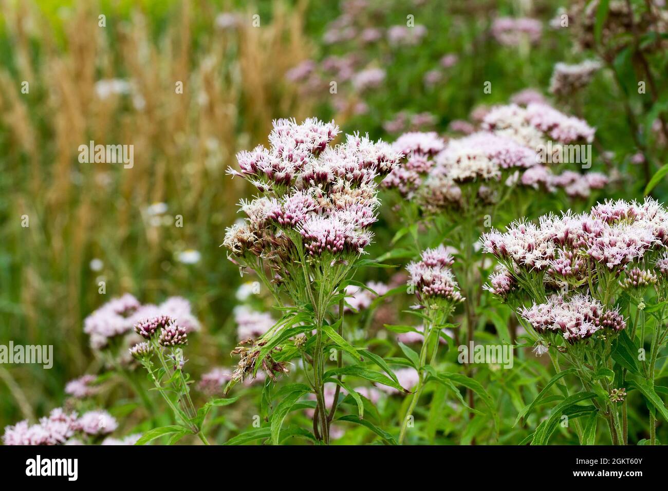 Russia. Moscow region. Medical herbs. Oregano (Origanum vulgare ...