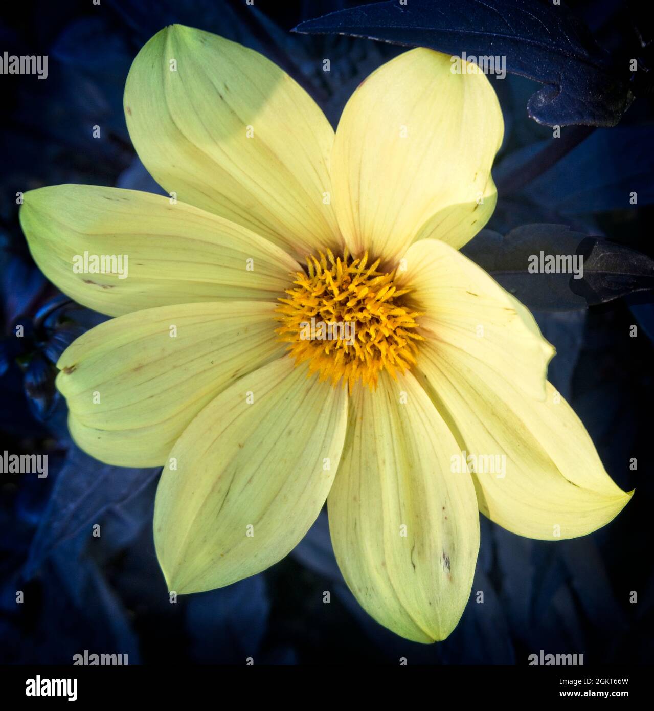 Riley Park Calgary Alberta Stock Photo - Alamy