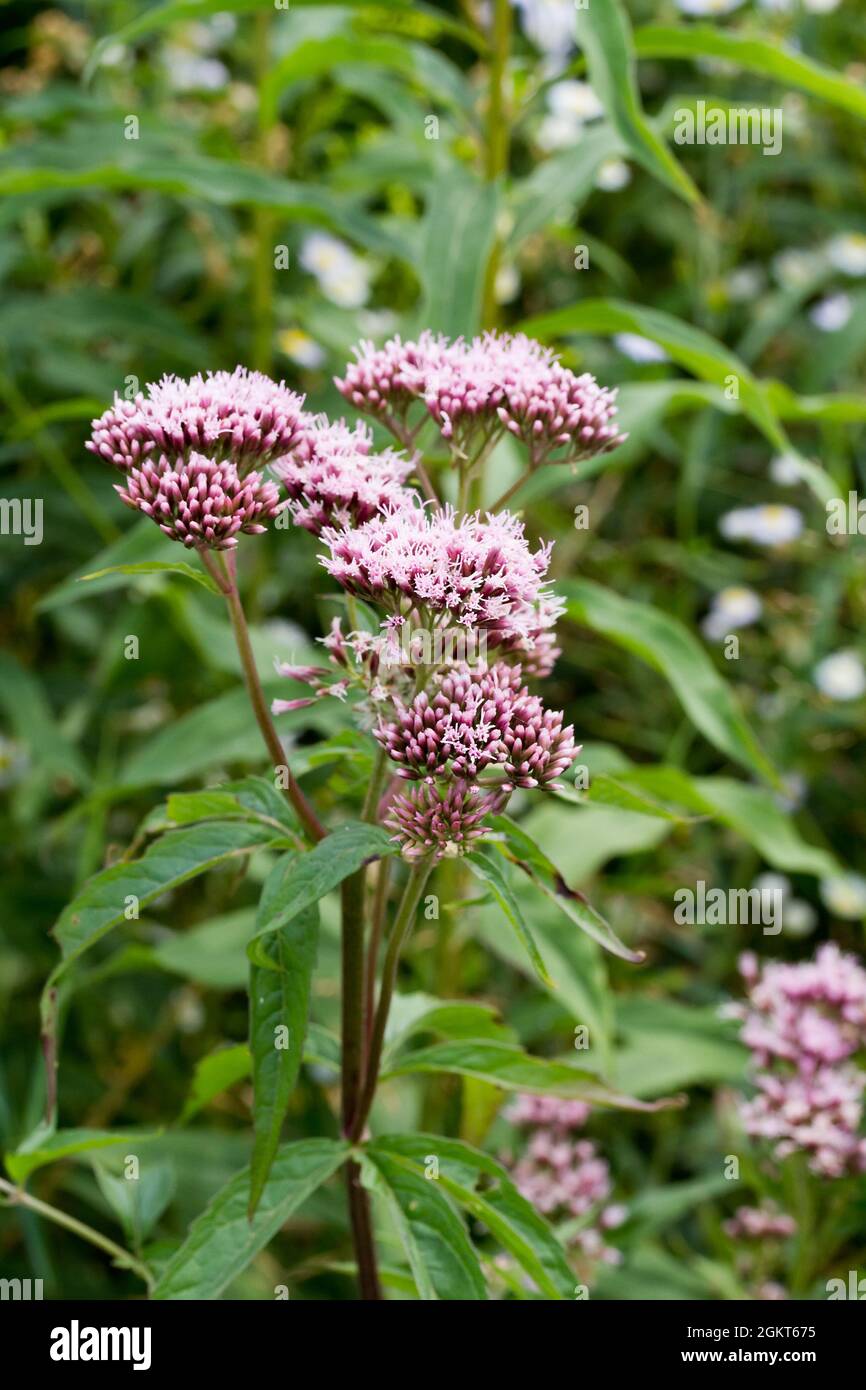 Russia. Moscow region. Medical herbs. Oregano (Origanum vulgare ...