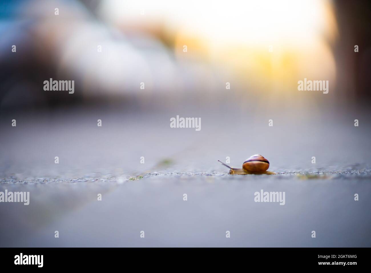 side view of a snail on its slow way across a road against warm morning ...