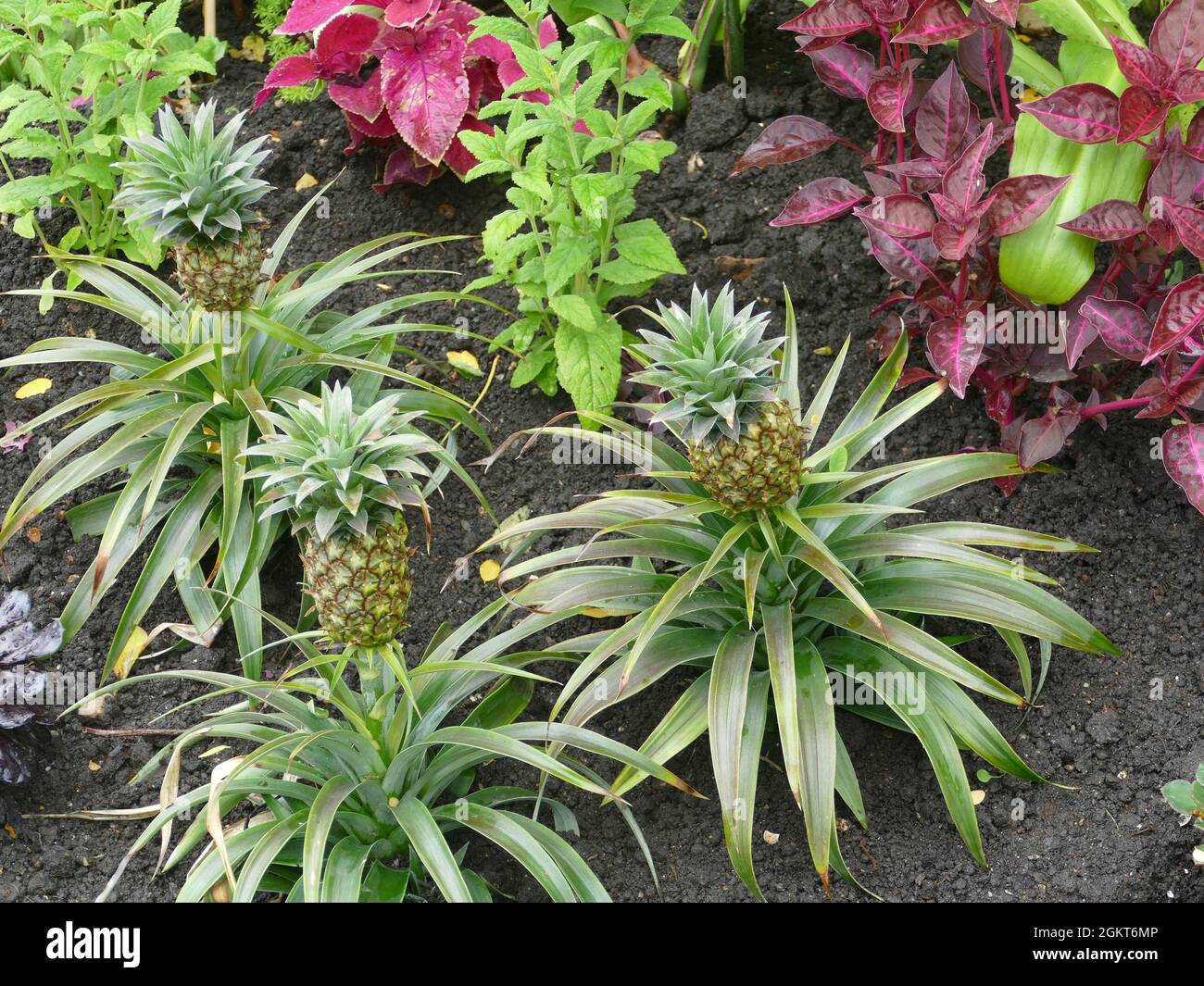 Pineapples plants hi-res stock photography and images - Alamy