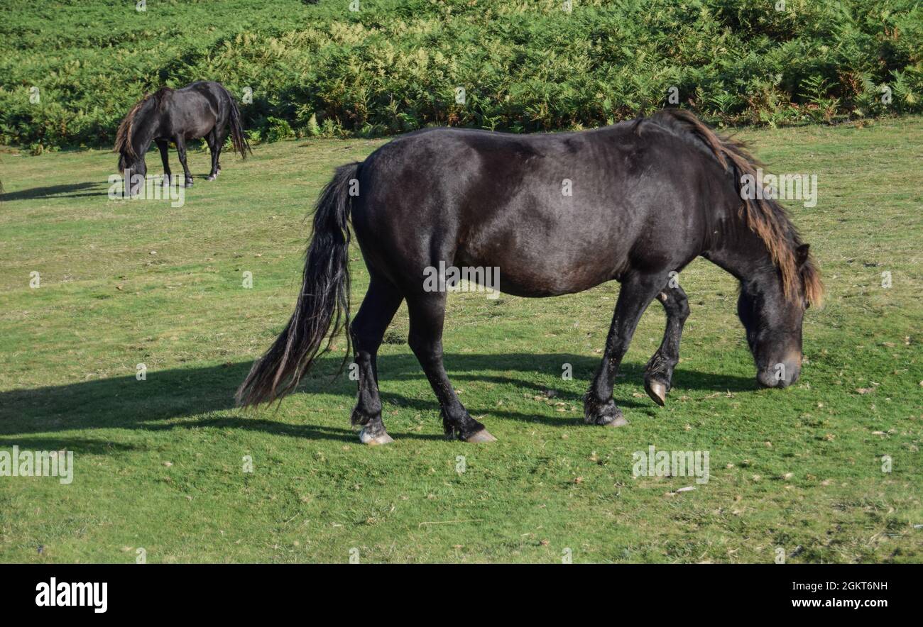 Haytor Rocks, Haytor 070921 Stock Photo - Alamy