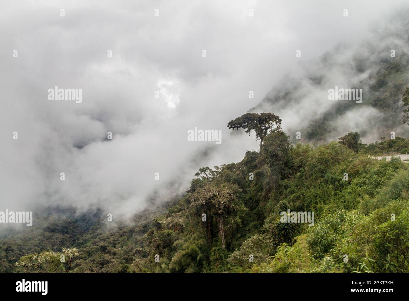 Misty jungle in mountains under Abra Malaga pass, Peru Stock Photo - Alamy