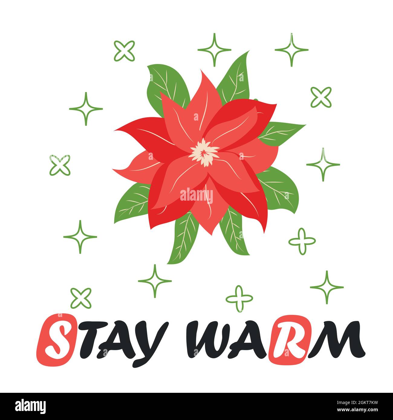 Traditional Christmas poinsettia flower with green leaves and red ...