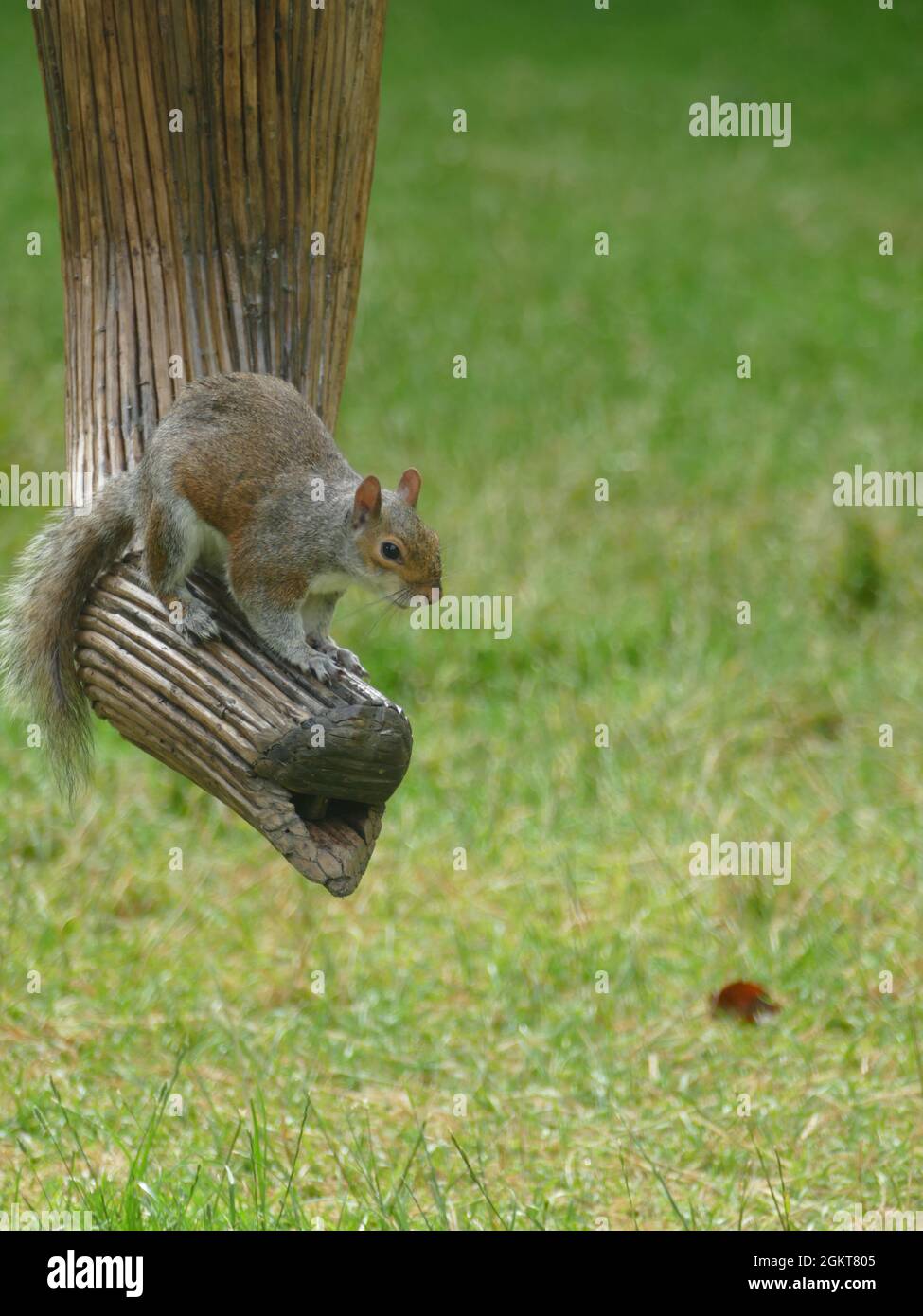 Grey Squirrel on an Elephant Trunk in London Stock Photo - Alamy