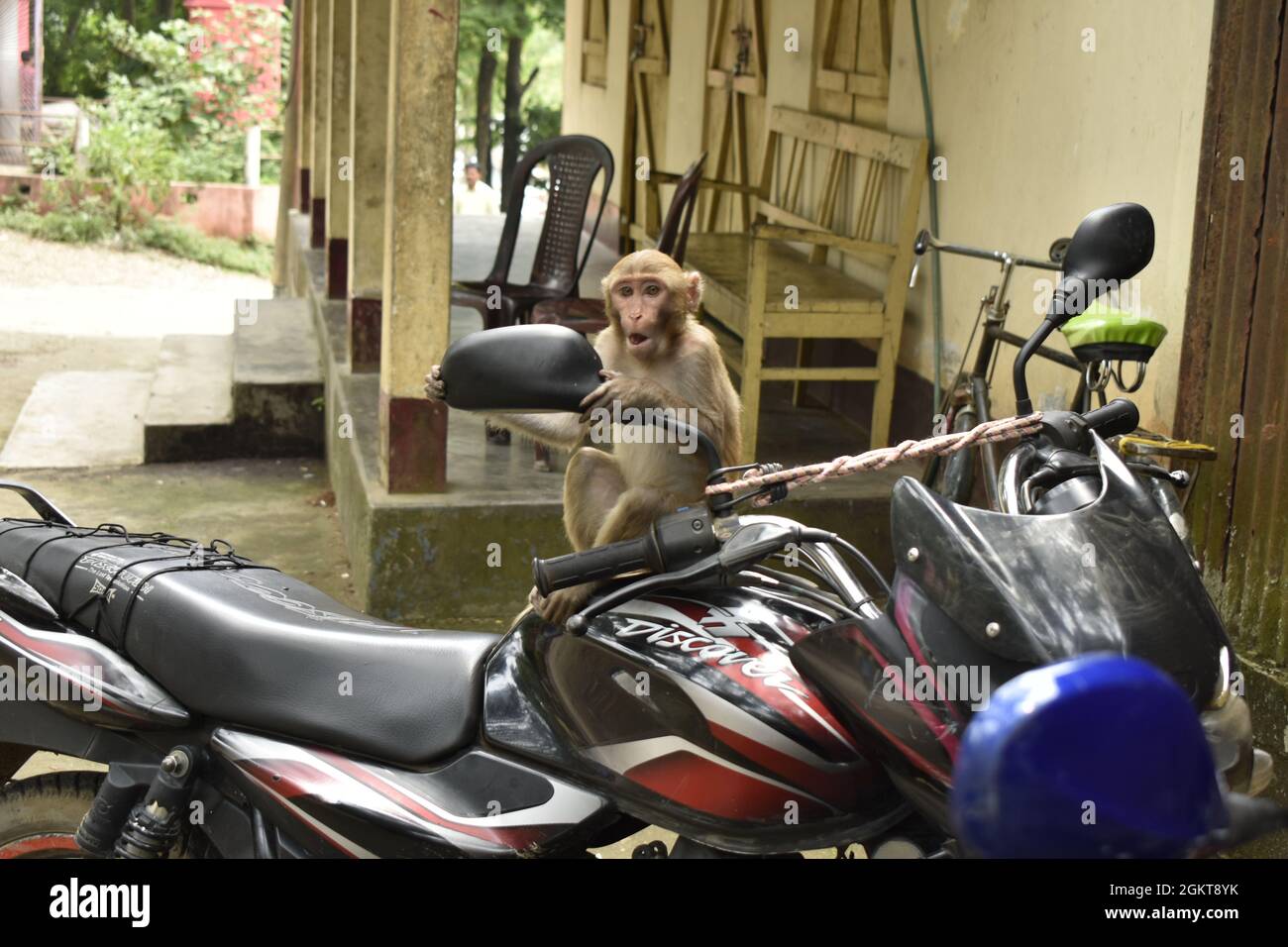 Angry monkey hi-res stock photography and images - Alamy