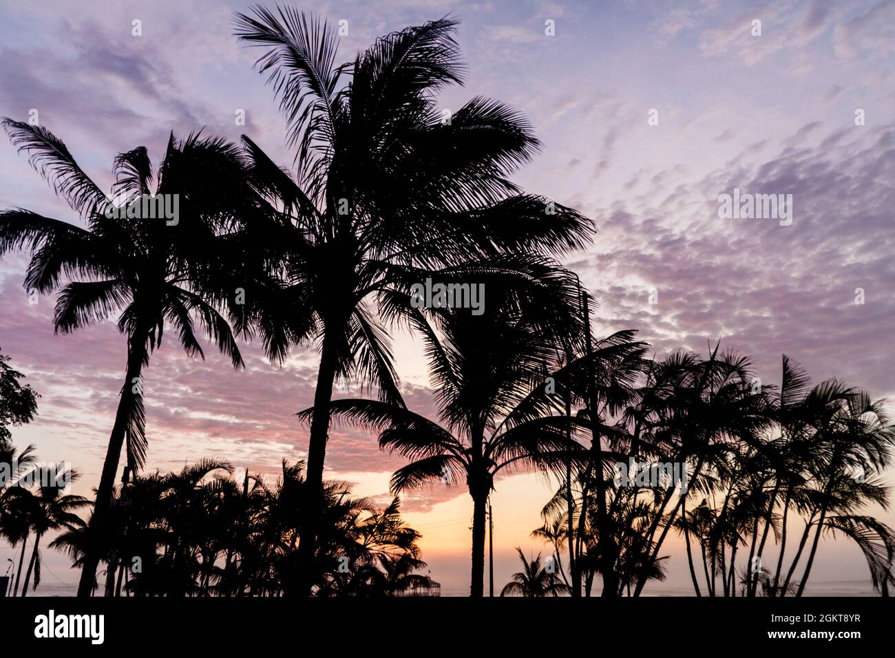 Silhouettes of the palms during the sunset at the beach in Huanchaco ...