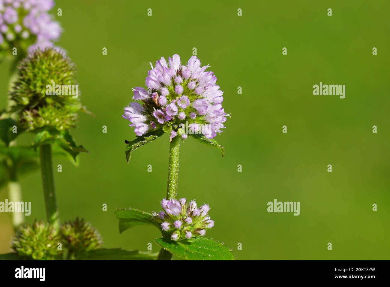Close up flowering water mint (Mentha aquatica), mint family Lamiaceae ...