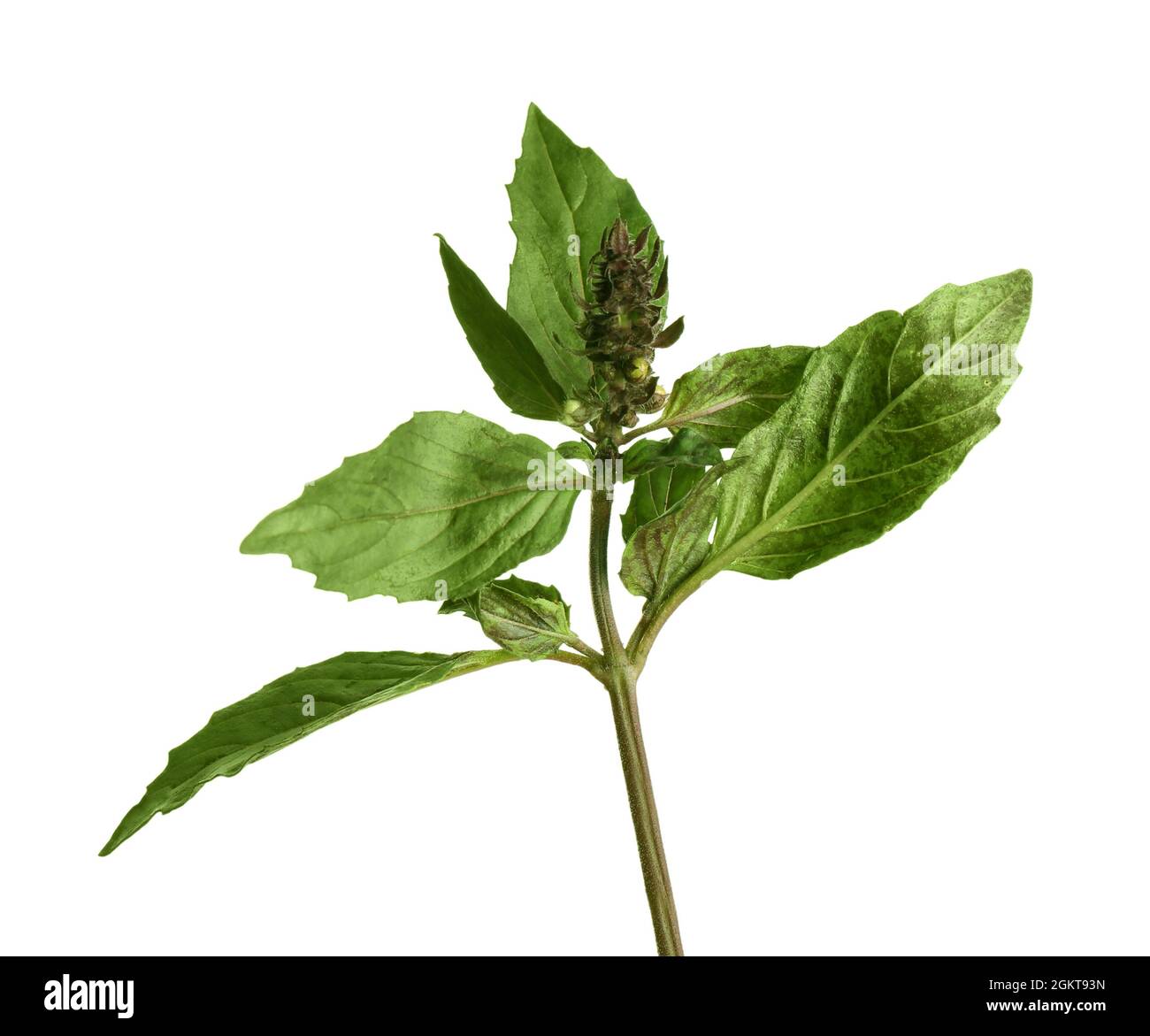 Fresh basil plant on white background Stock Photo - Alamy