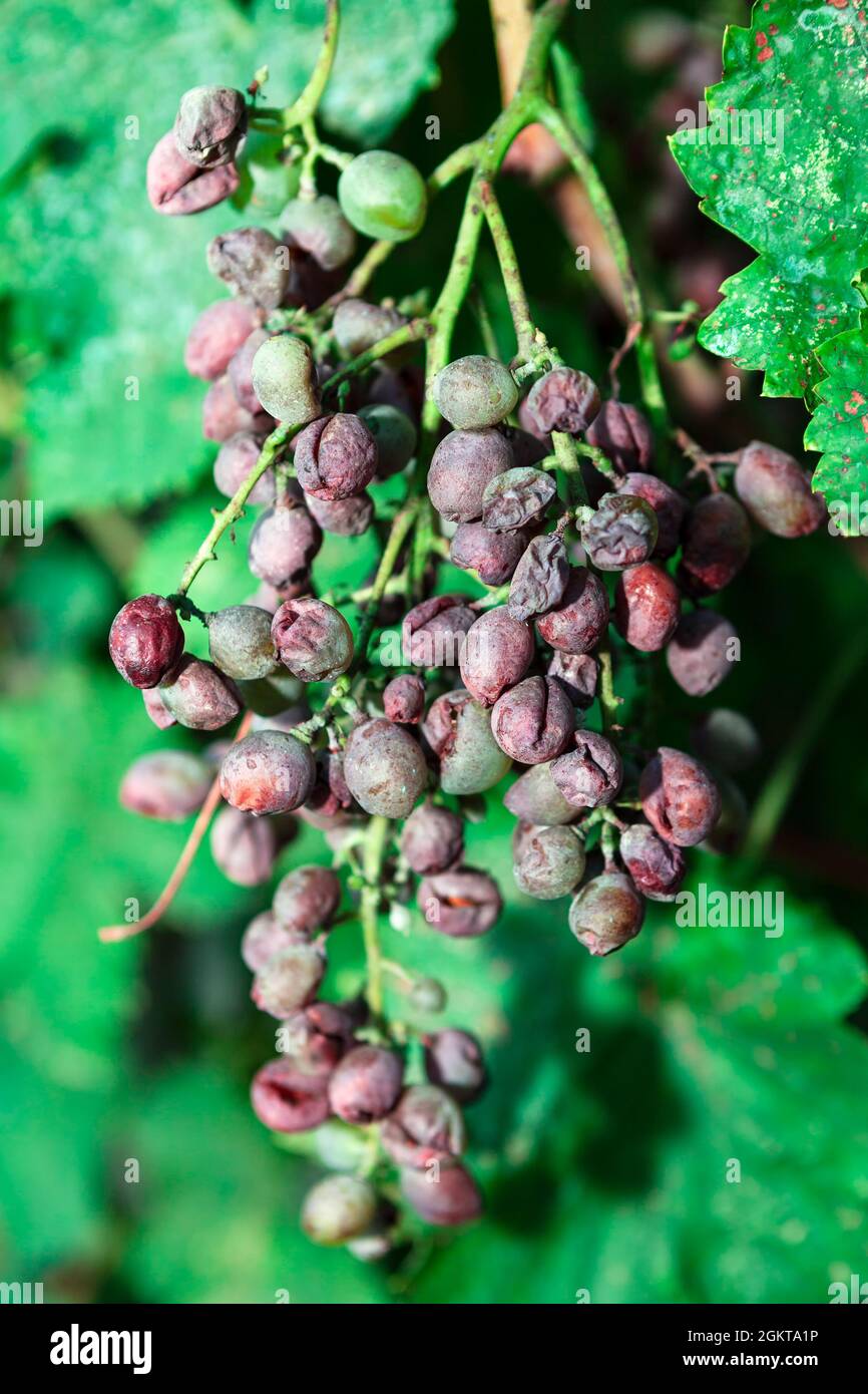 Spoiled grapes in the vineyard . Rotten crop of grape Stock Photo - Alamy