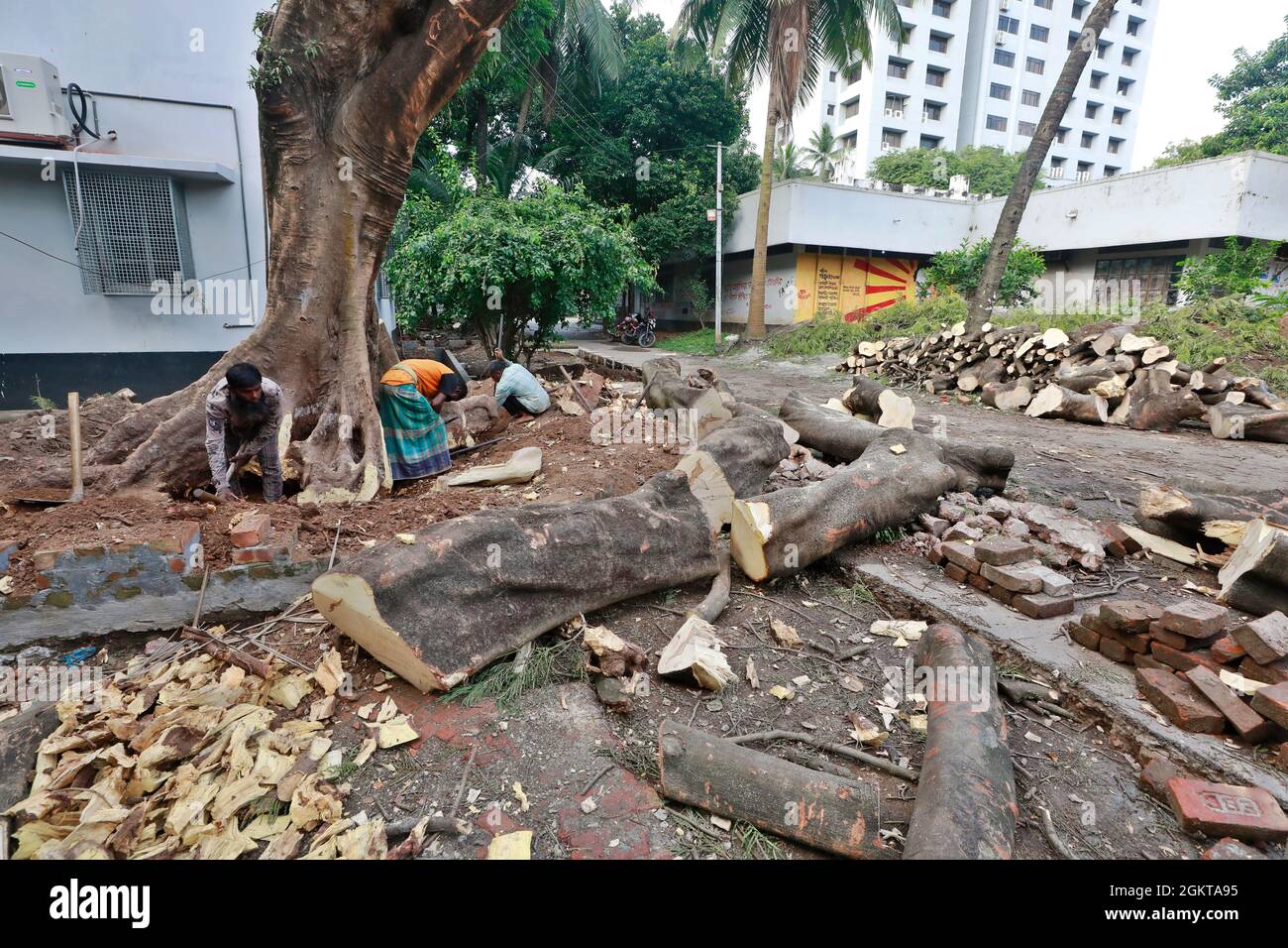 Dhaka, Bangladesh - September 15, 2021: The huge Krishnacura tree is ...