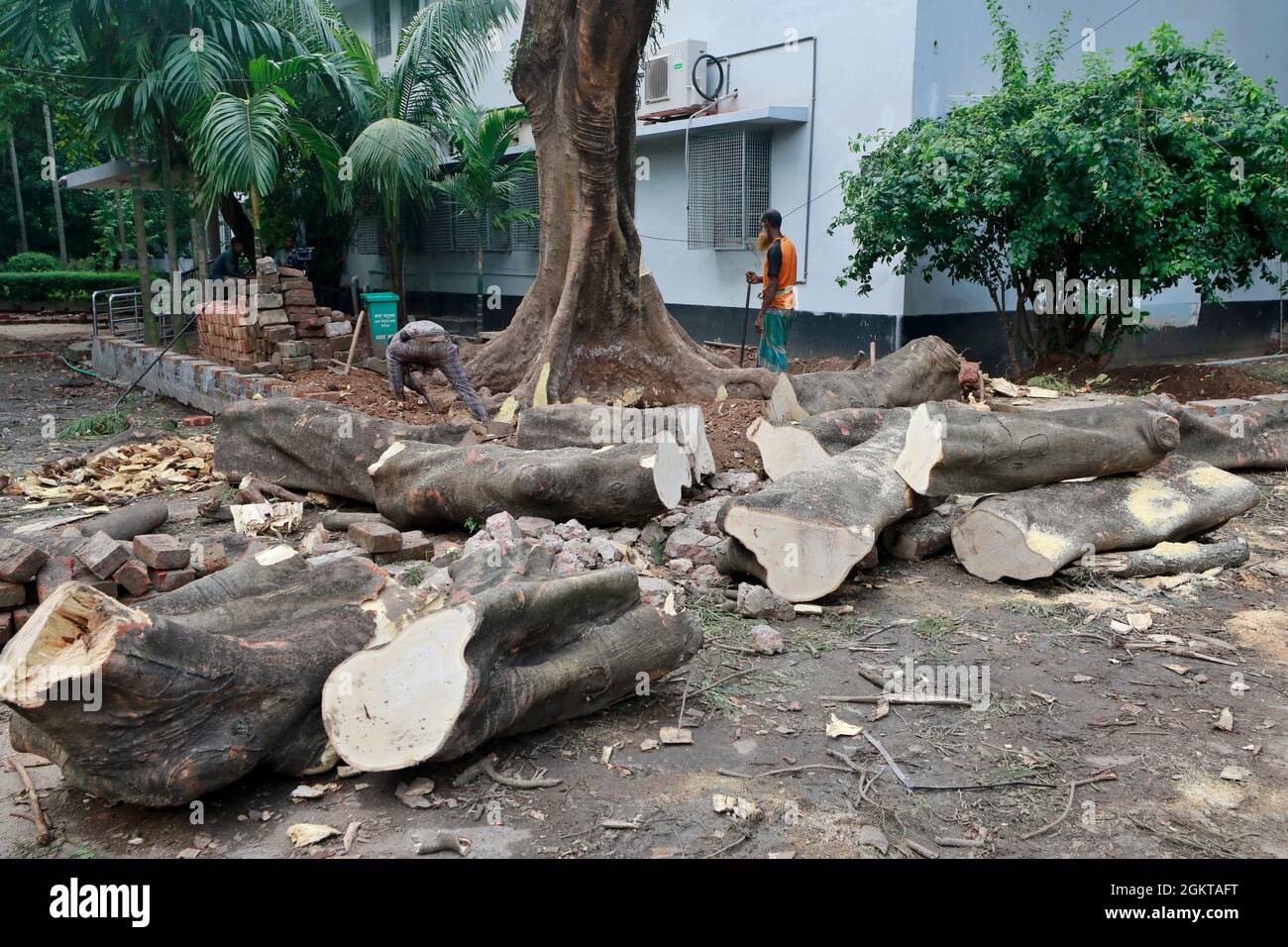 Dhaka, Bangladesh - September 15, 2021: The huge Krishnacura tree is ...