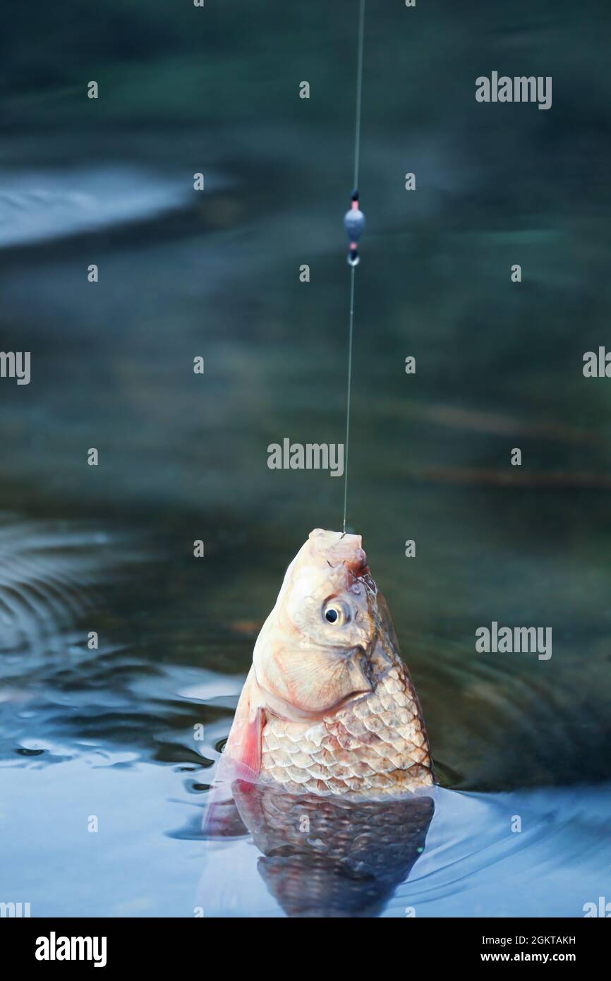 Freshwater fish on hook Stock Photo - Alamy