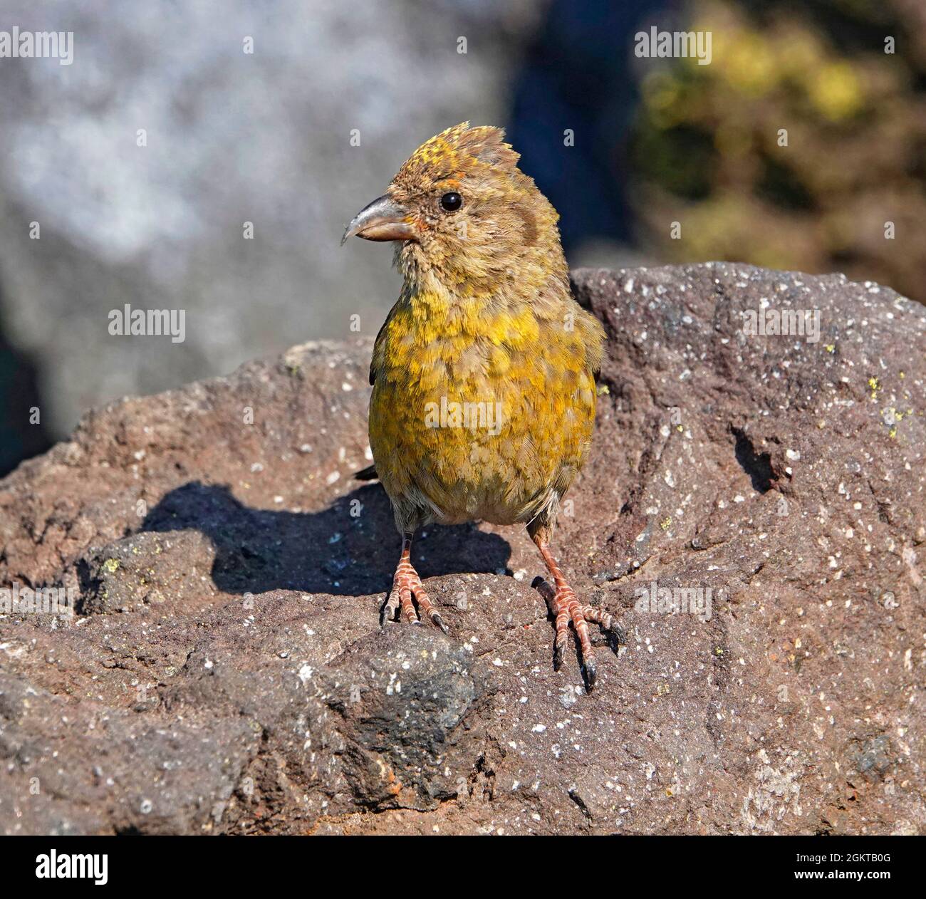 Cone shaped beak hi-res stock photography and images - Alamy