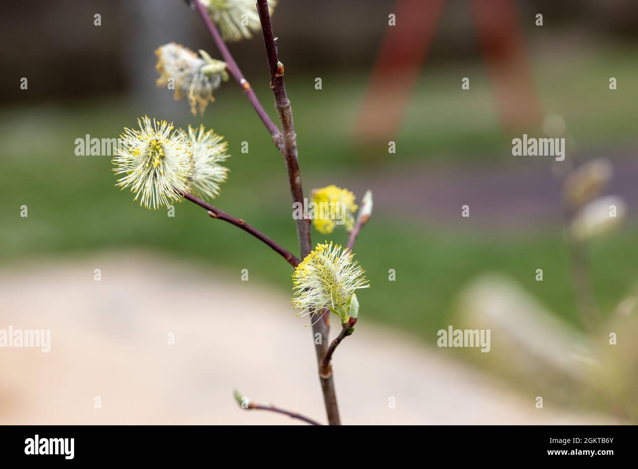 Very young willow catkins blossom in spring Stock Photo - Alamy