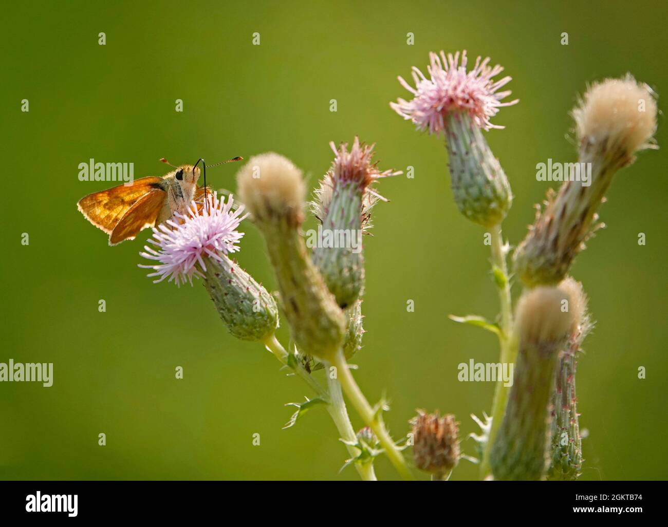 Woodland Skipper butterflies, Ochlodes sylvanoides, feeding on Creeping ...