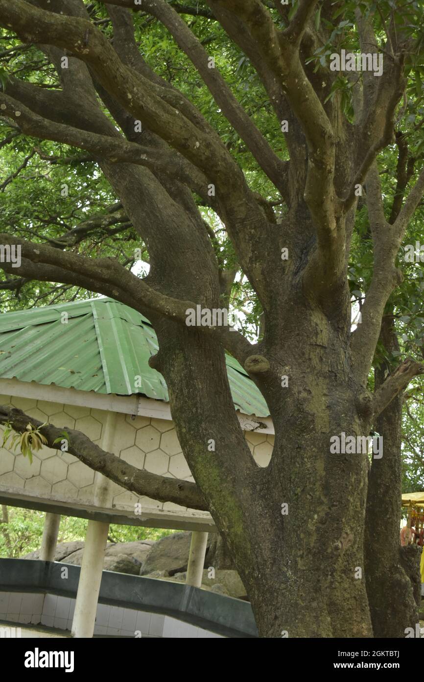 Mango plantation, india hi-res stock photography and images - Alamy
