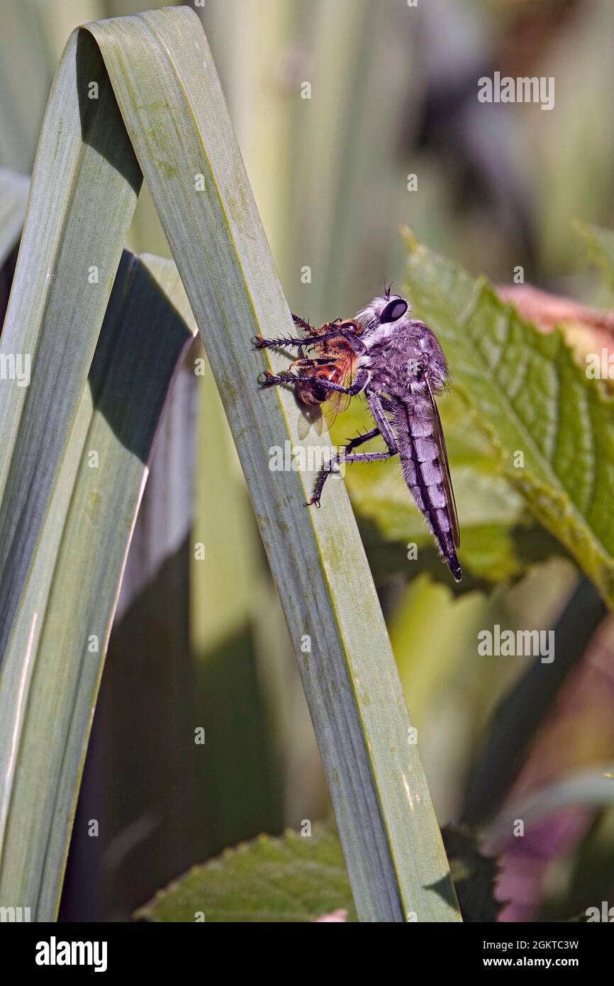 Portrait of a robber fly or assassin fly, Promachus princeps, feeding ...