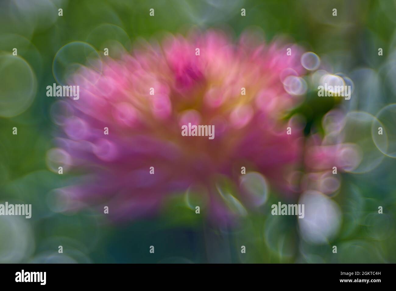 Soapbubble Bubble bokeh and floral abstracts photographed with Meyer Optik Gorlitz Trioplan 100/ ...