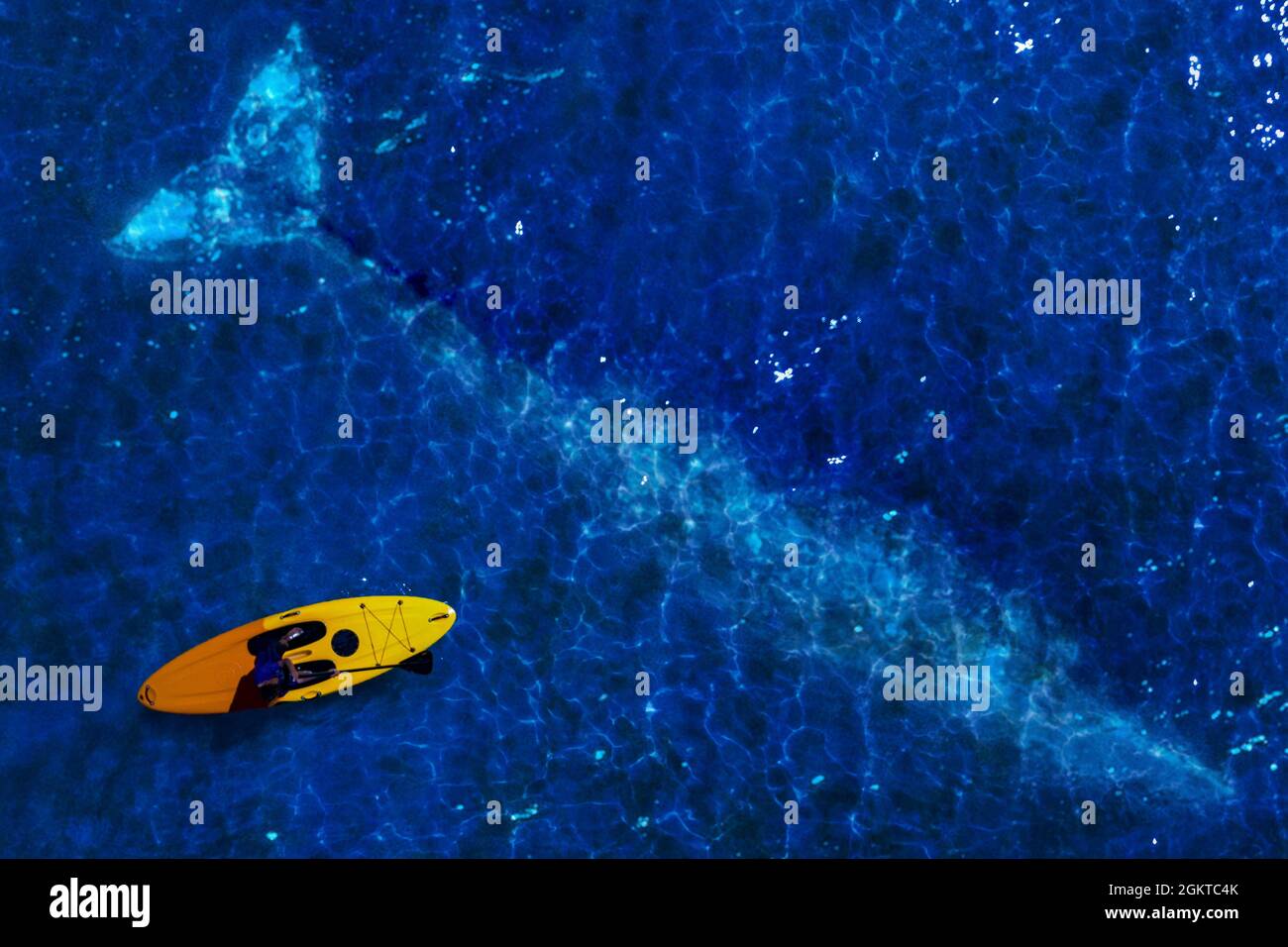 Grey whale swimming under canoe kayak aerial view Stock Photo - Alamy