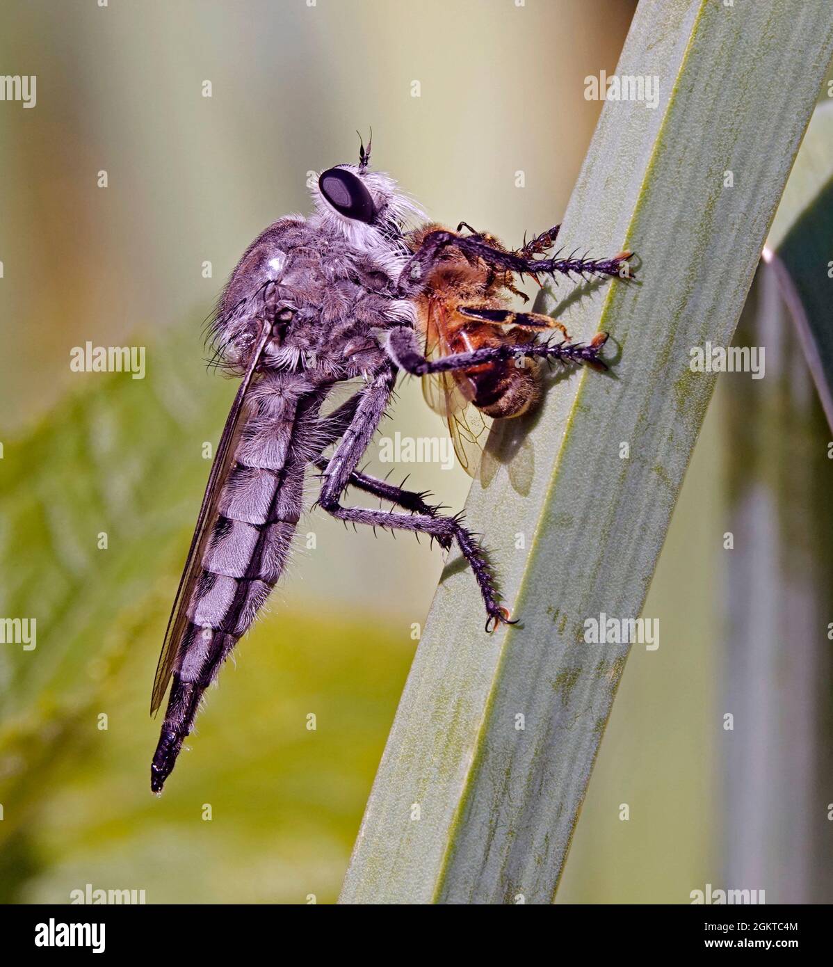 Portrait of a robber fly or assassin fly, Promachus princeps, feeding ...
