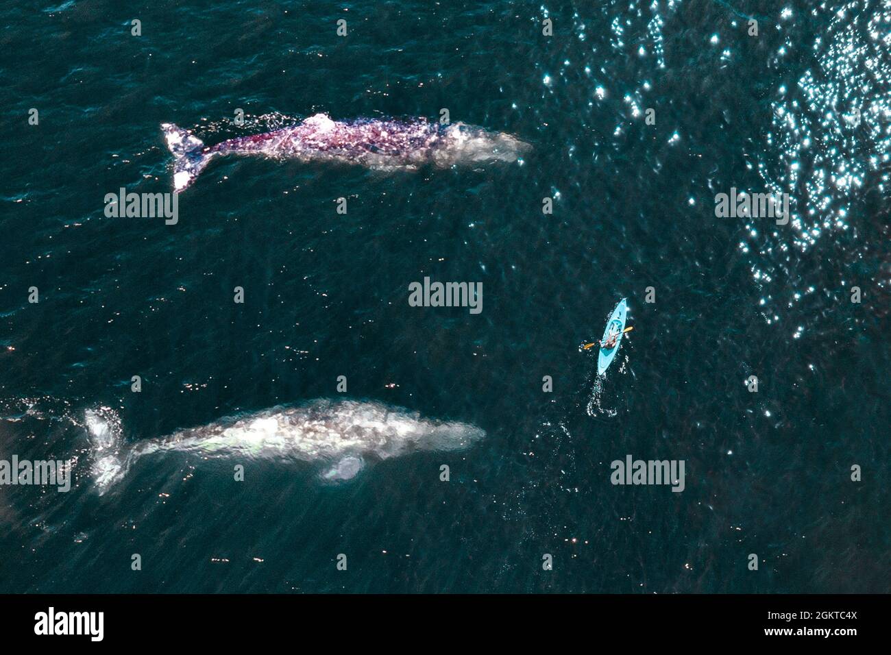Grey whale swimming under canoe kayak aerial view Stock Photo - Alamy