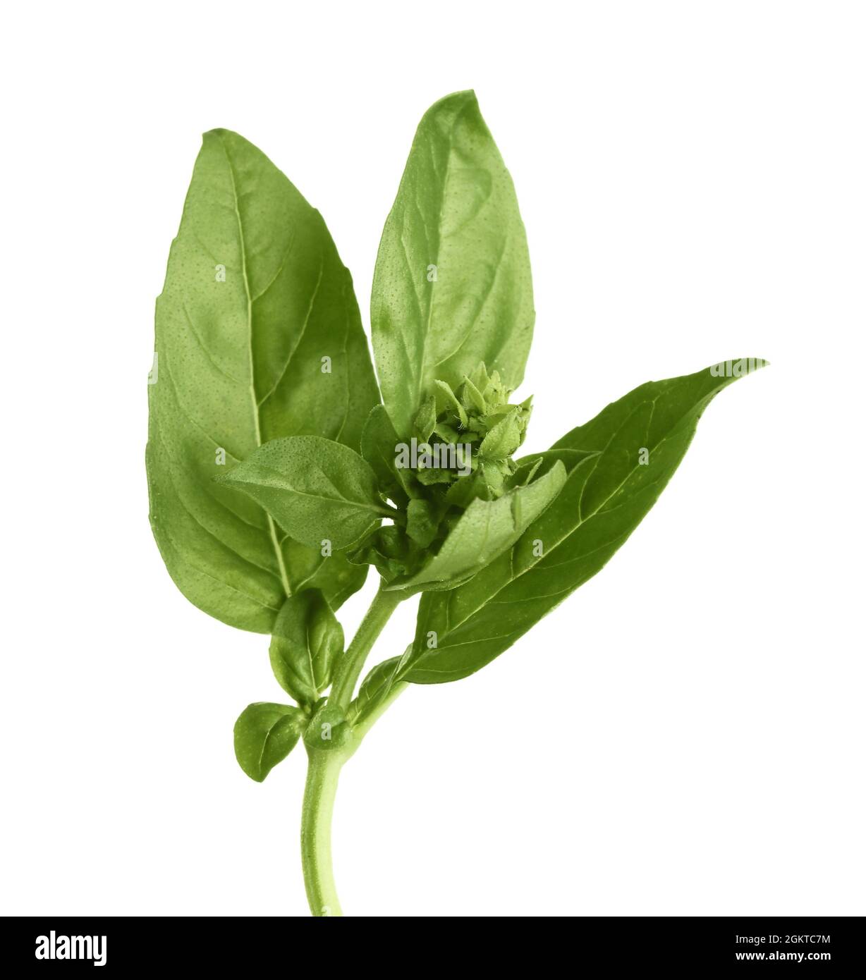 Fresh basil plant on white background Stock Photo - Alamy