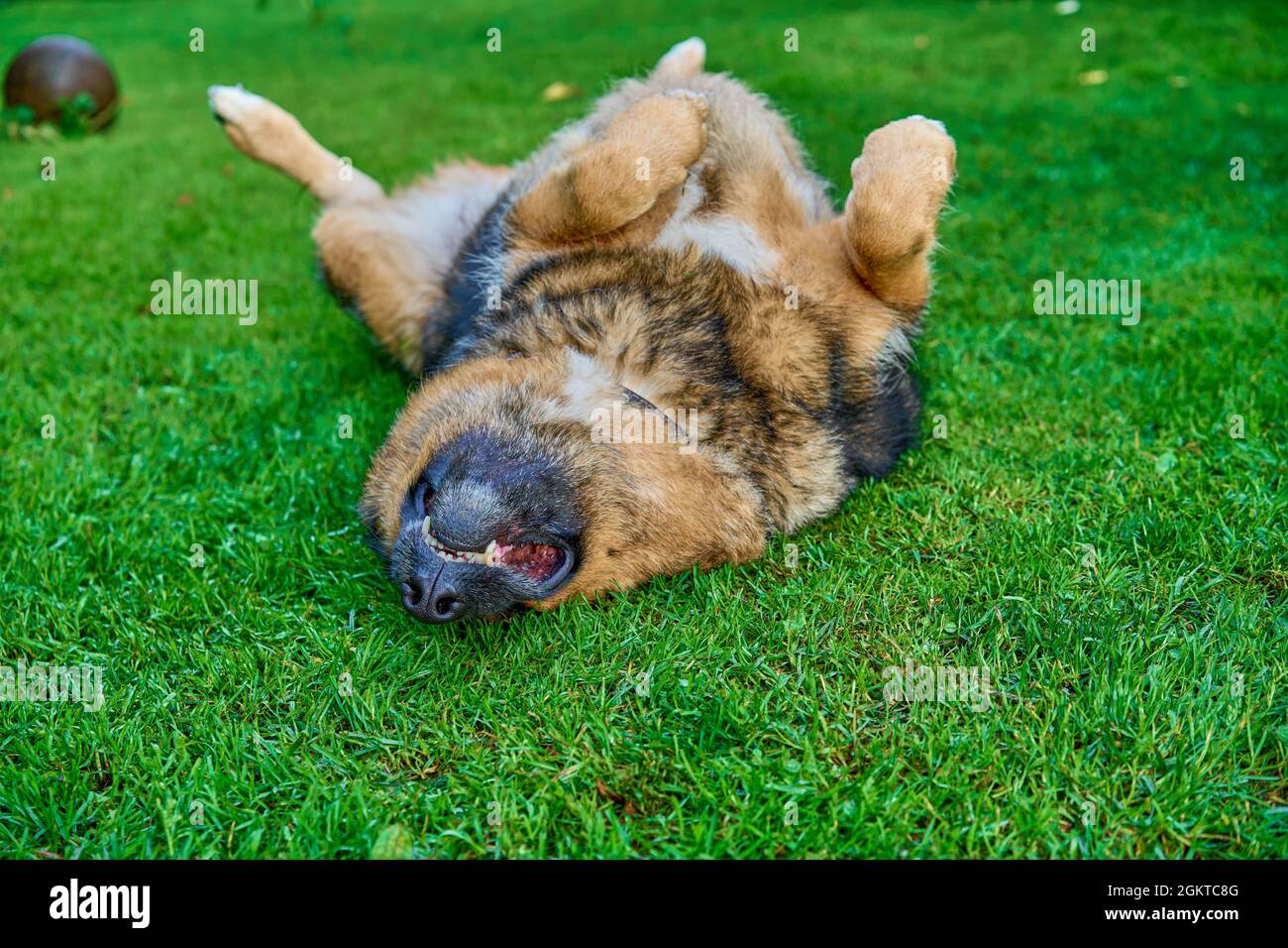 Big dog lying on his back Stock Photo - Alamy