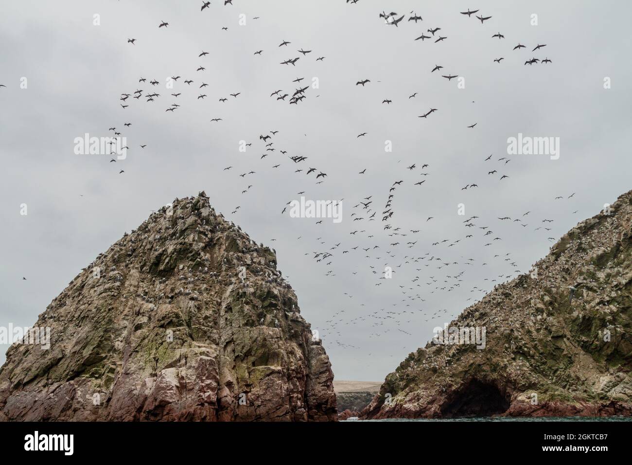 Guanay cormorants (Phalacrocorax bougainvillii) at the Ballestas ...