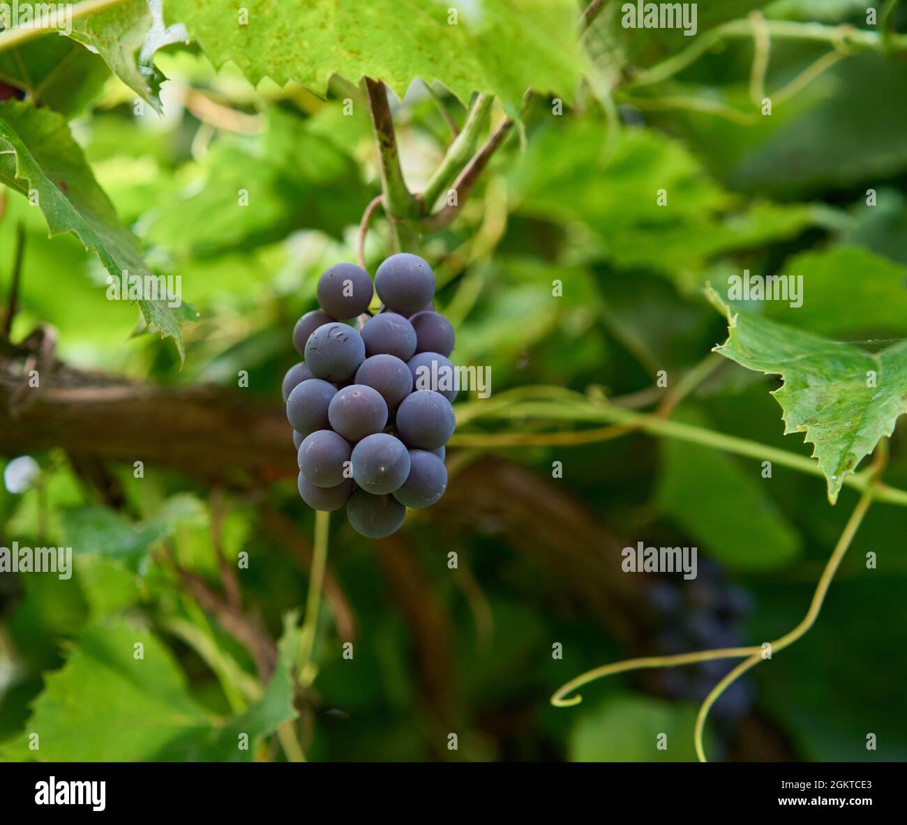 Closeup of grapevine branch with black grapes Stock Photo - Alamy