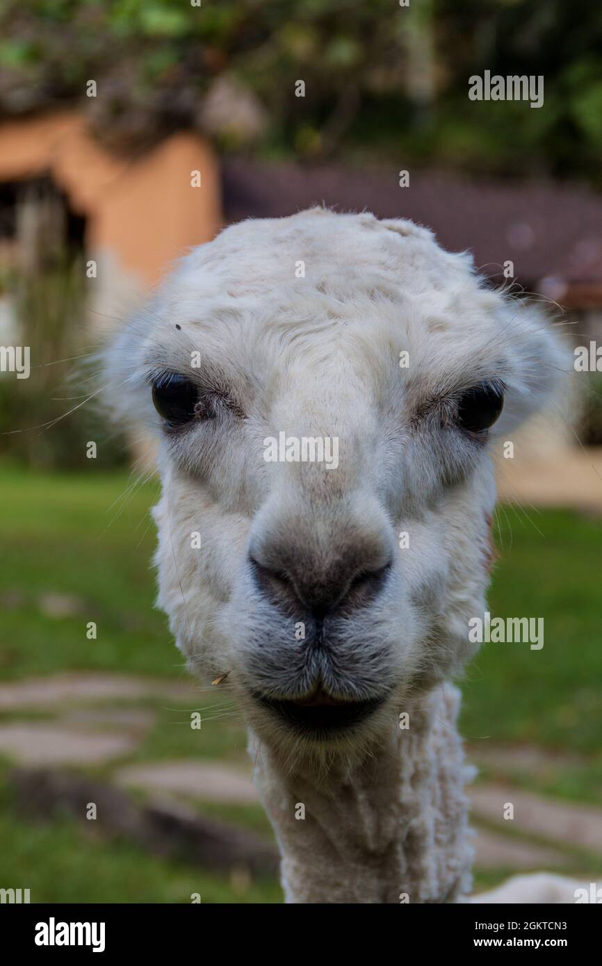 Shaved llama hi-res stock photography and images - Alamy