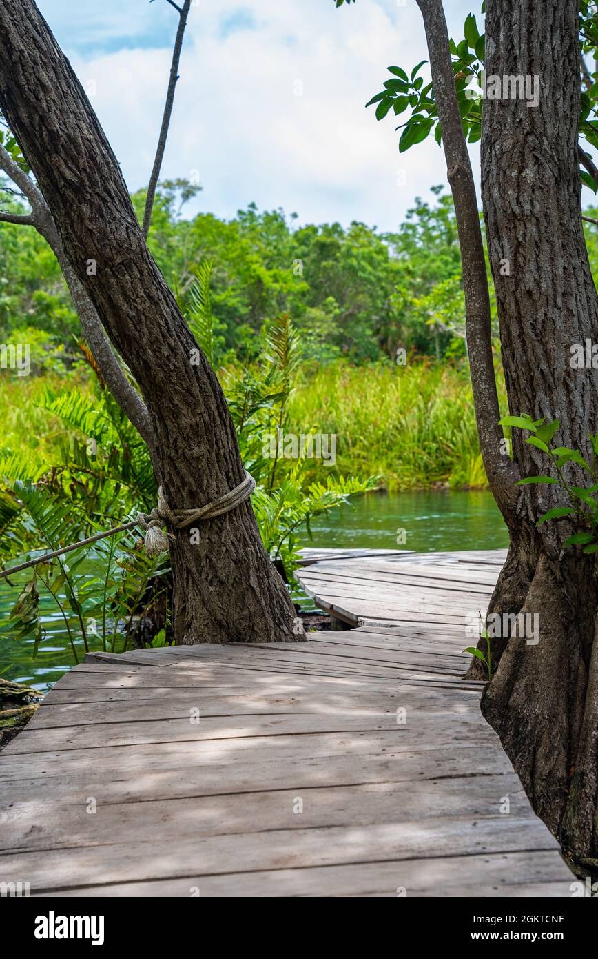 Trees in the cenote hi-res stock photography and images - Alamy