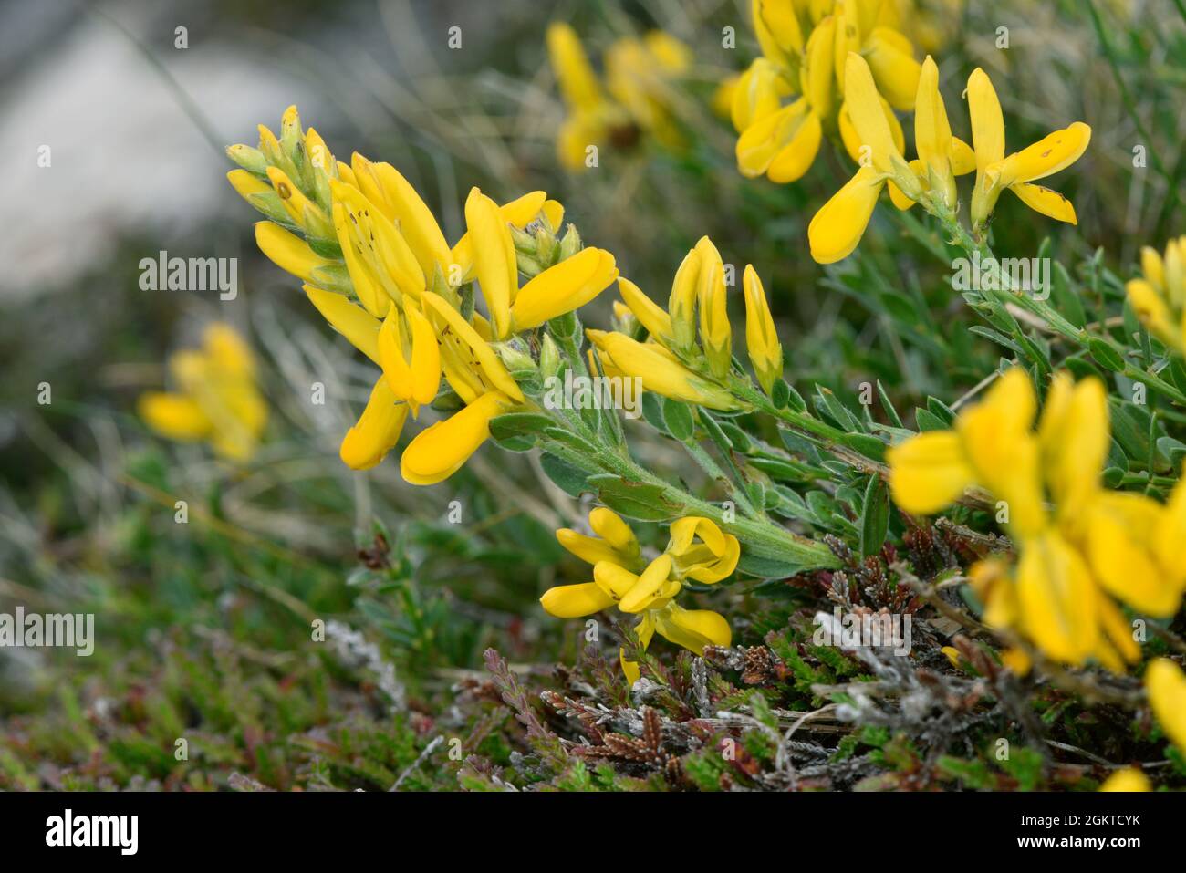 Dyer's Greenweed - Genista tinctoria Stock Photo - Alamy