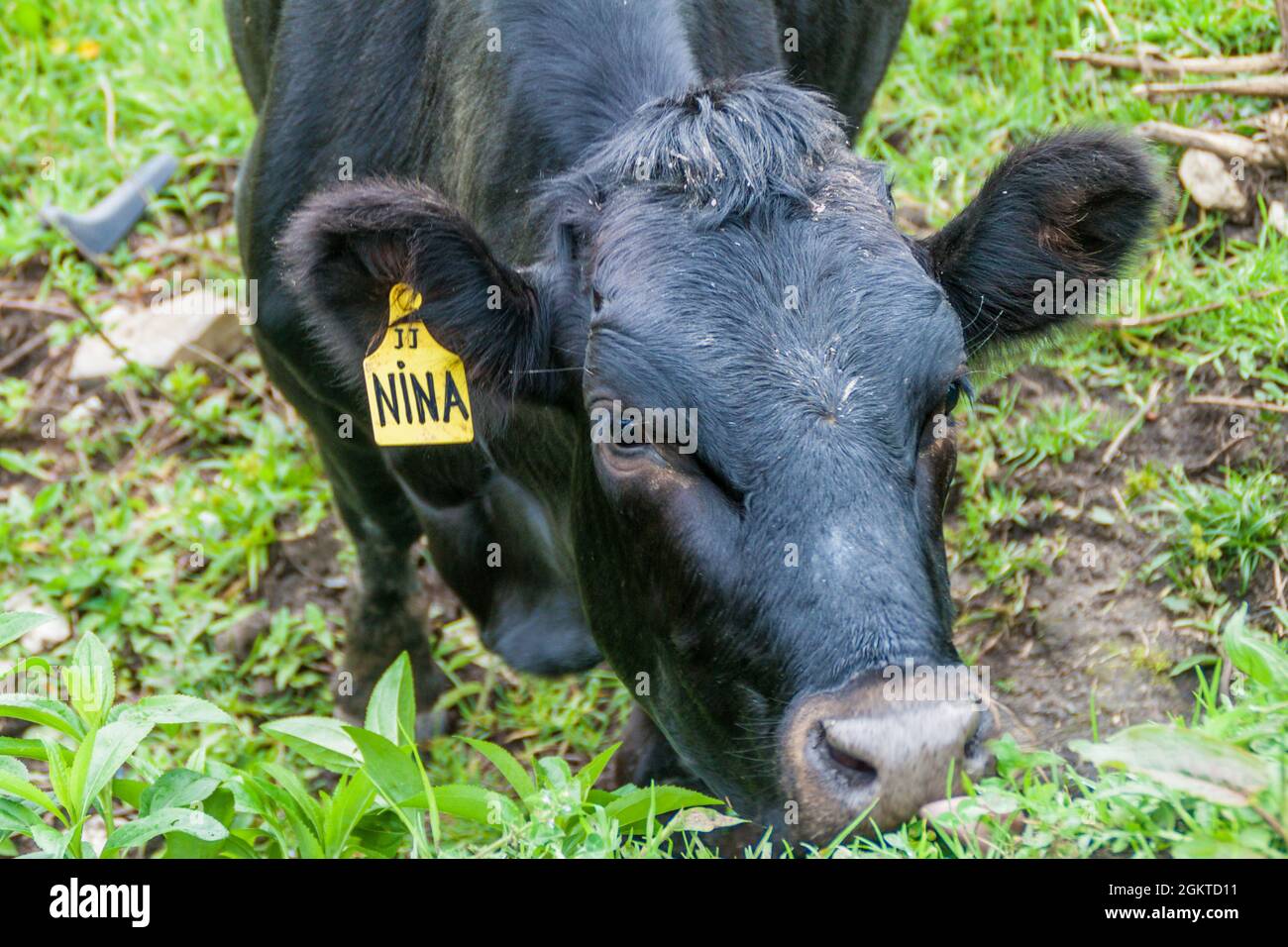 Called nina hi-res stock photography and images - Alamy