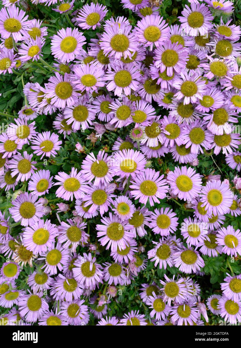 Seaside daisy hi-res stock photography and images - Alamy