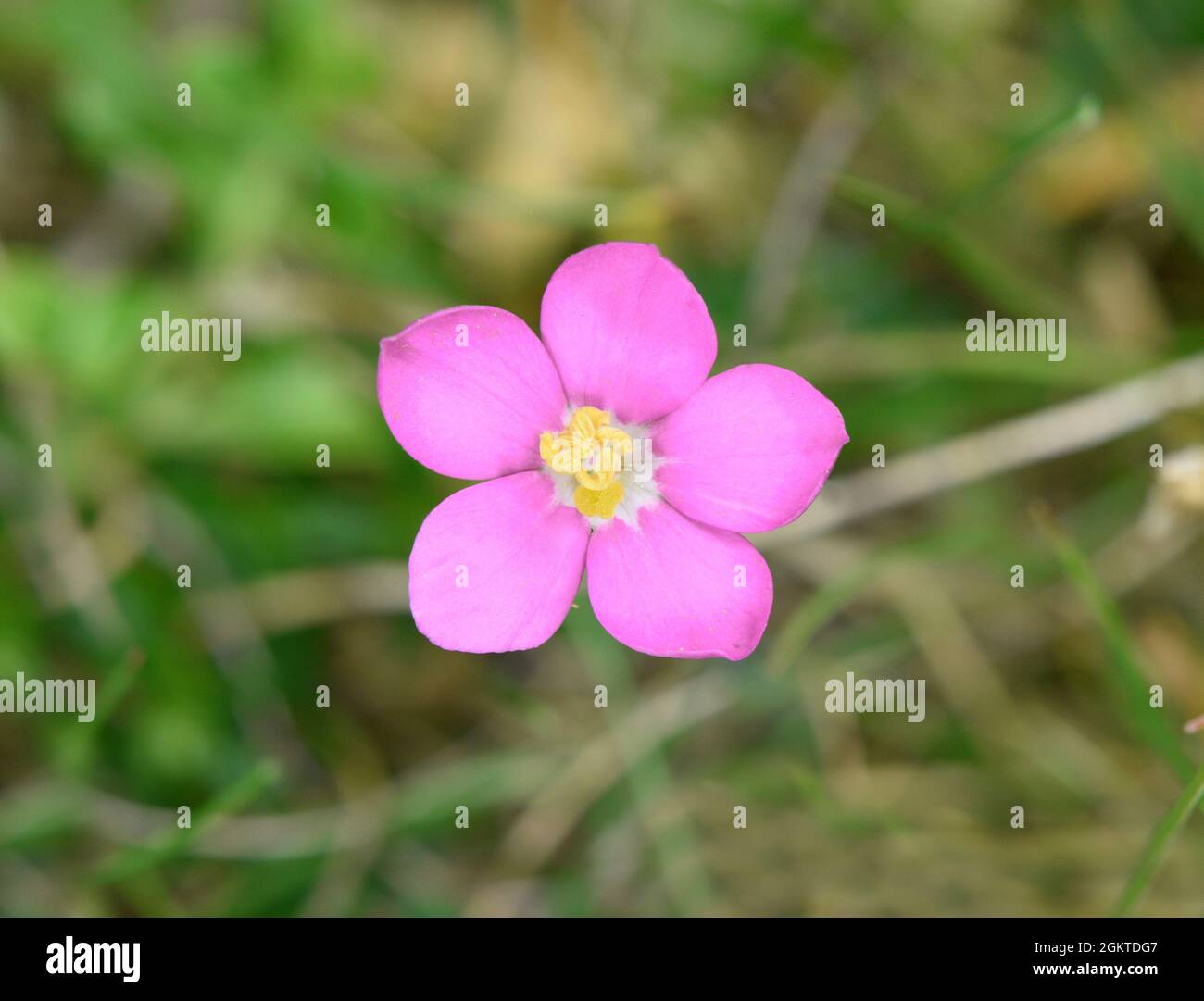 Perennial Centaury - Centaurium scilloides Stock Photo - Alamy