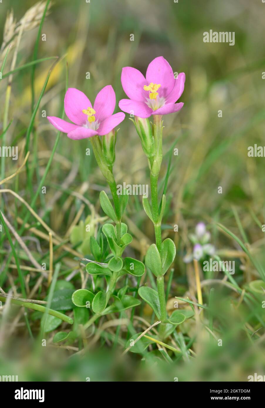 Perennial centaury hi-res stock photography and images - Alamy