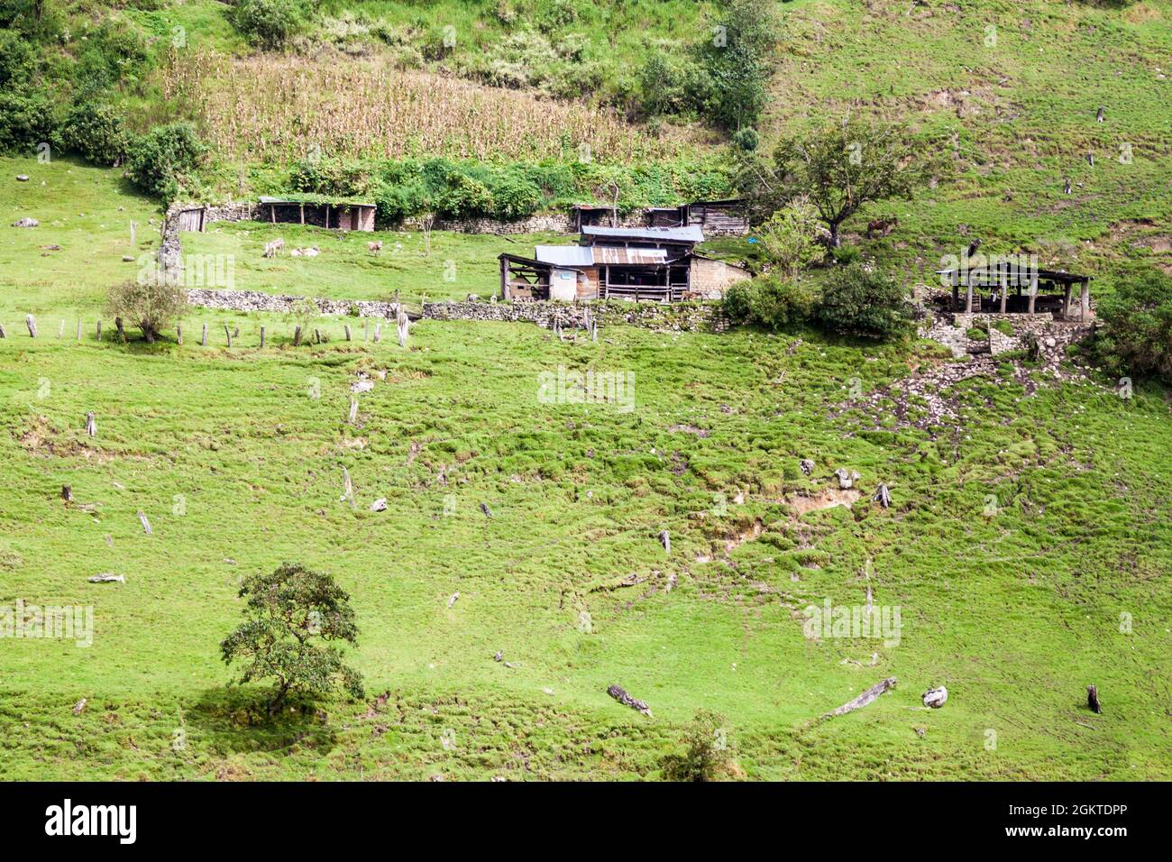 Northern peruvian farm hi-res stock photography and images - Alamy