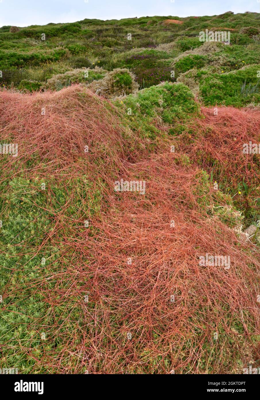 Common Dodder - Cuscuta epithymum Stock Photo - Alamy