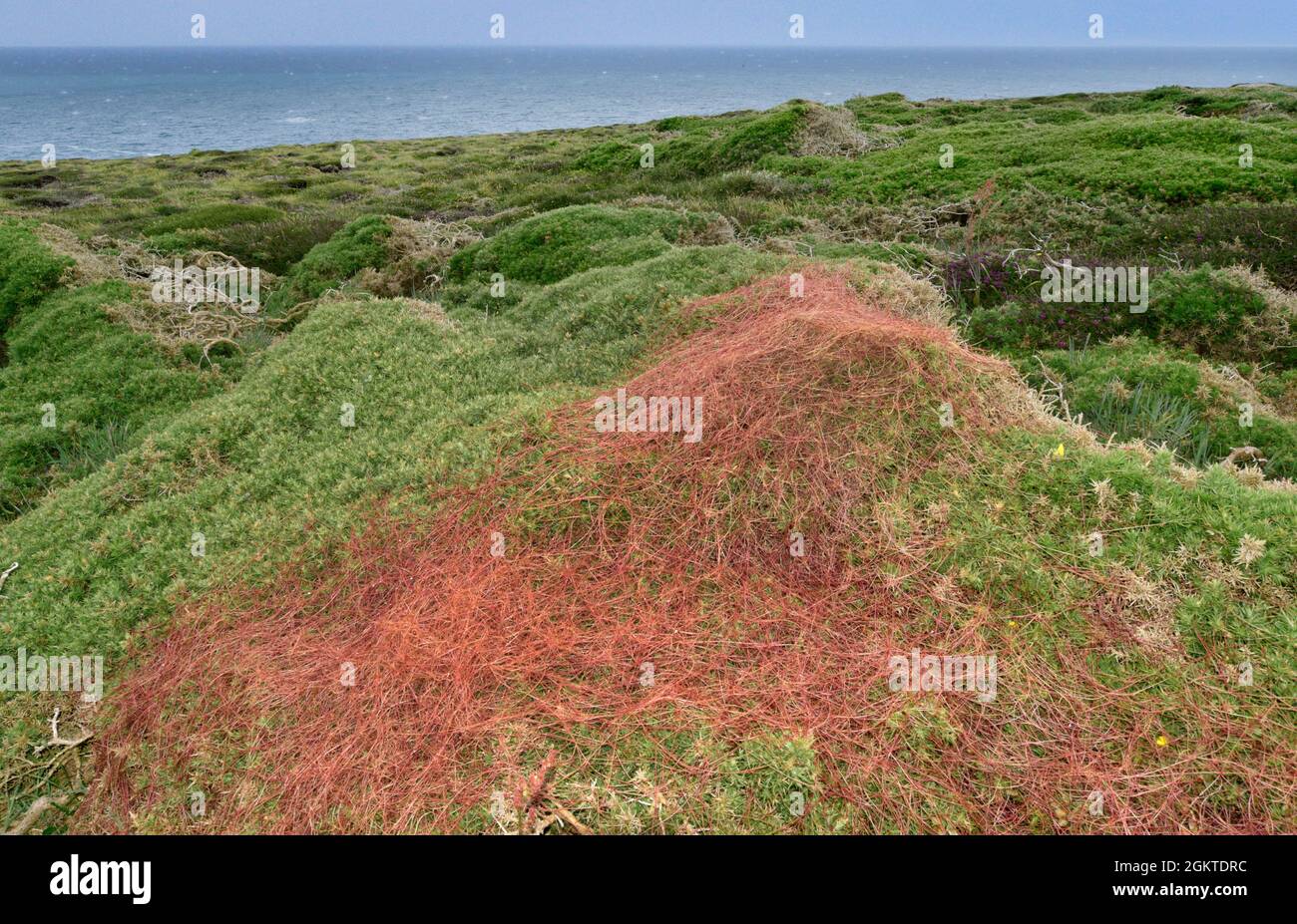 Common Dodder - Cuscuta epithymum Stock Photo - Alamy