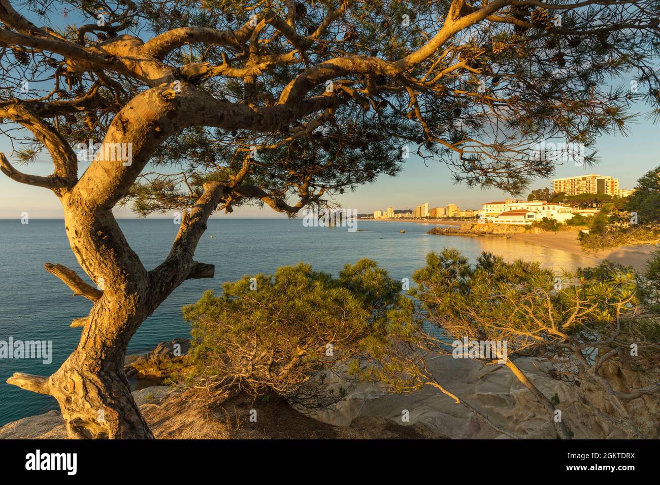 MEDITERRANEAN PINE TREE CAMI DE RONDA CALA ROVIRA PLATJA D’ARO COSTA ...