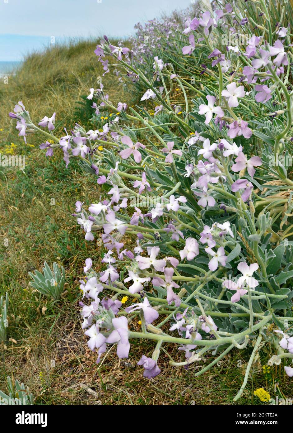 Sea Stock - Matthiola sinuata Stock Photo - Alamy