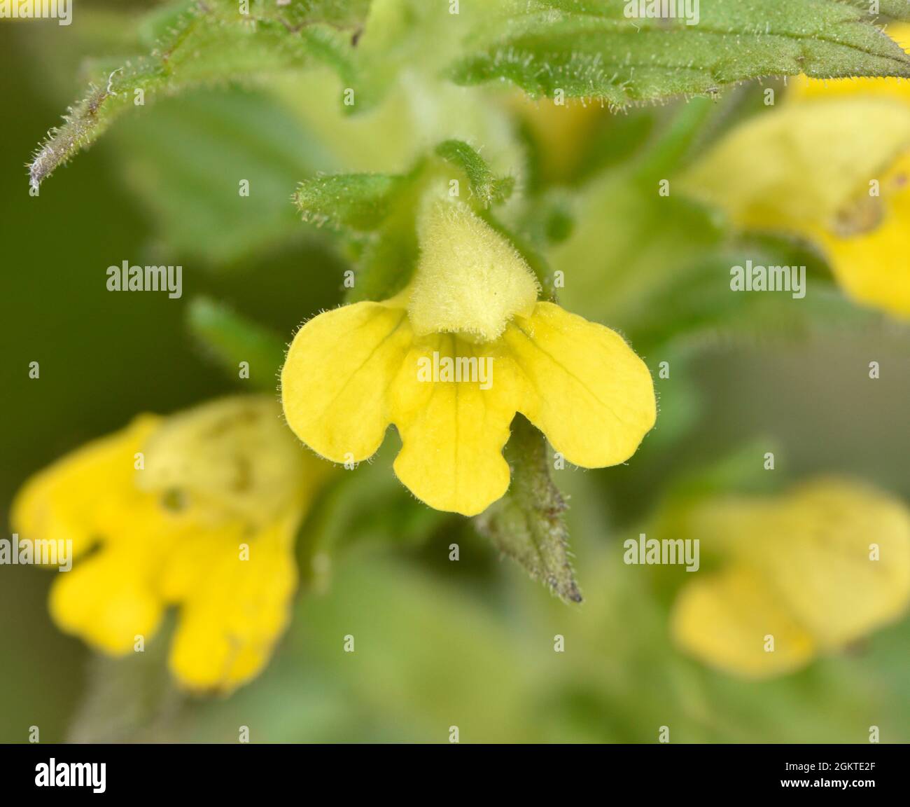 Yellow Bartsia - Parentucellia viscosa Stock Photo - Alamy