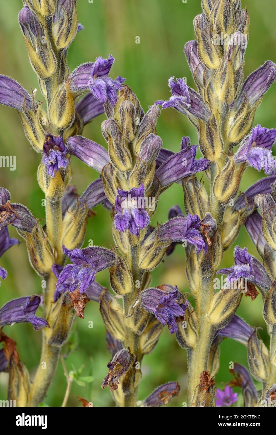 Yarrow Broomrape - Phelipanche purpurea Stock Photo - Alamy