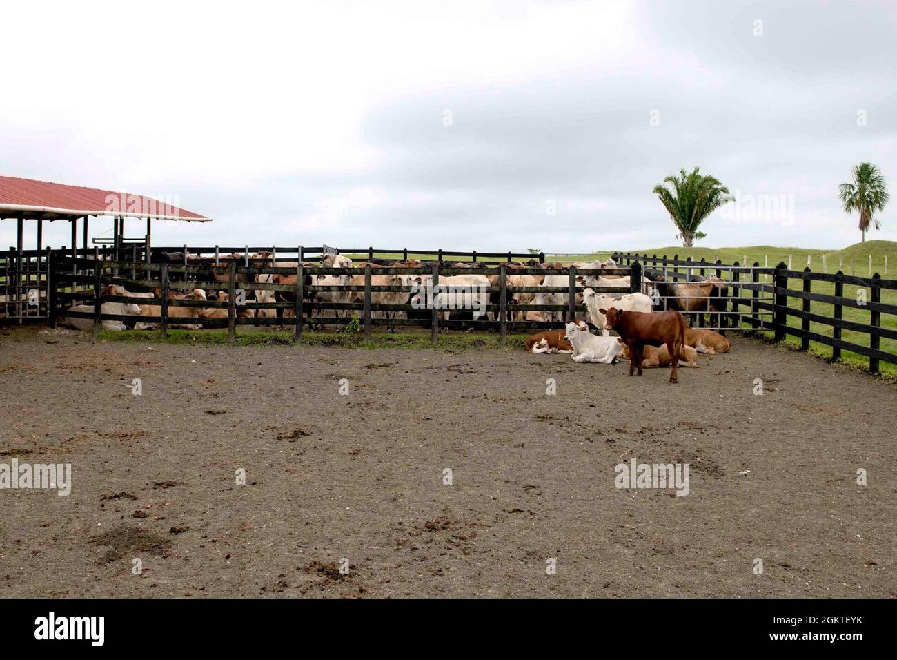 Veterinary personnel hi-res stock photography and images - Alamy