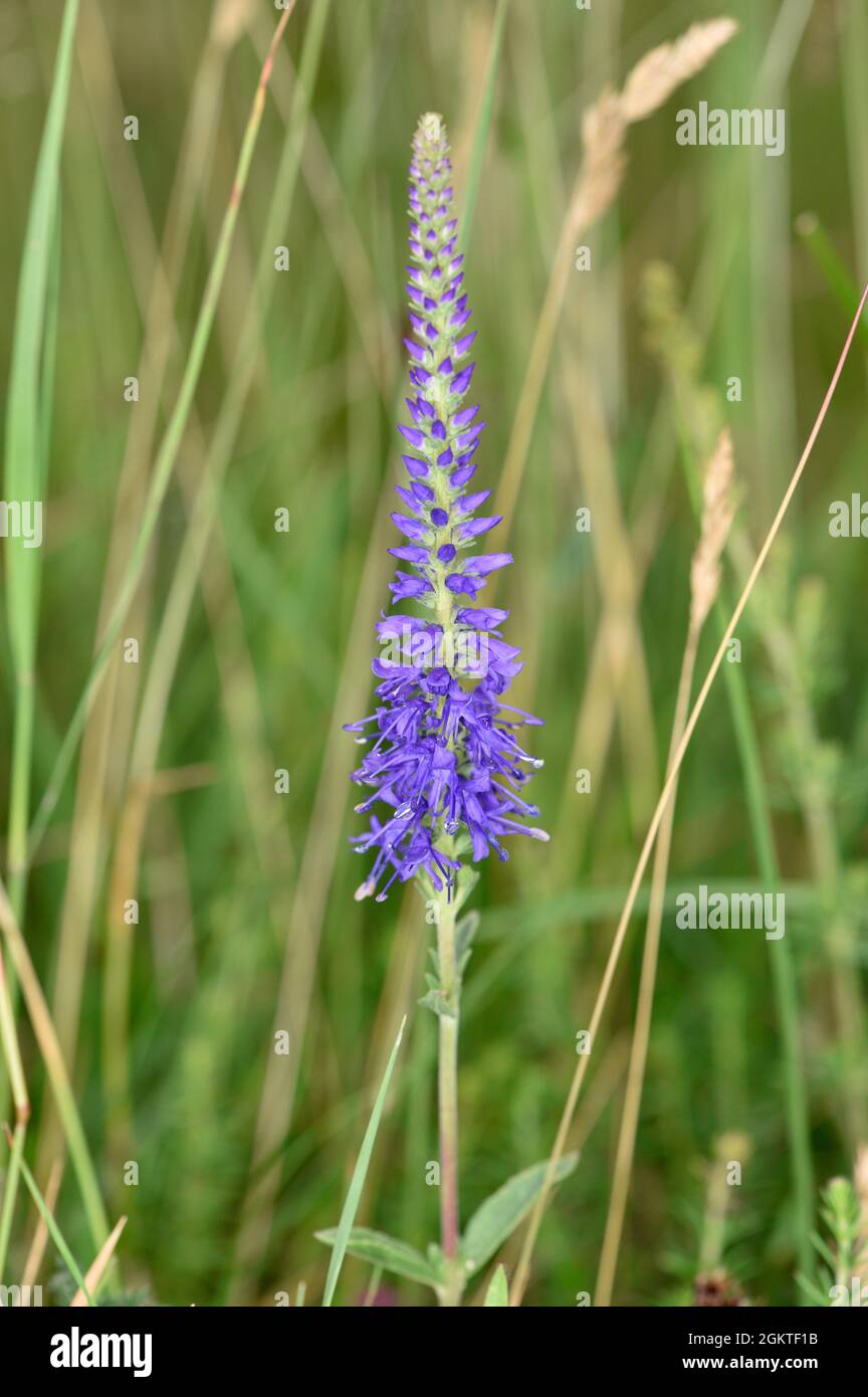 Spiked Speedwell - Veronica spicata Stock Photo - Alamy