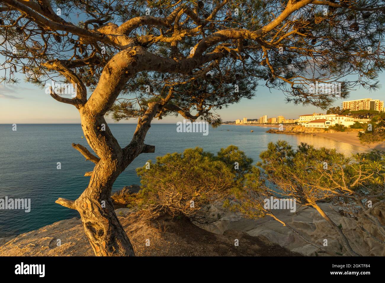 MEDITERRANEAN PINE TREE CAMI DE RONDA CALA ROVIRA PLATJA D’ARO COSTA ...