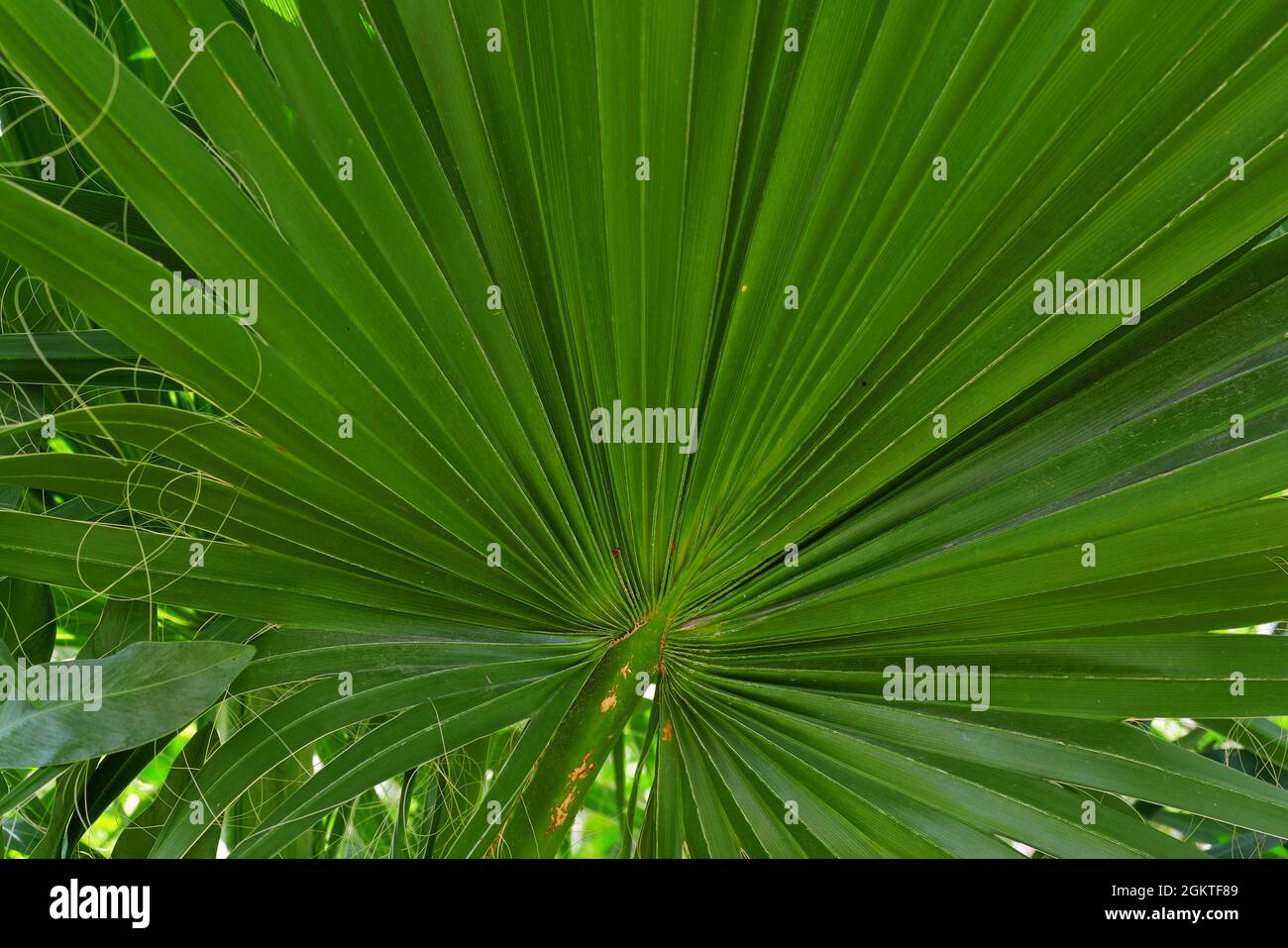 Closeup of fan palm leaf. Geometric pattern of mediterranean palm leaf ...