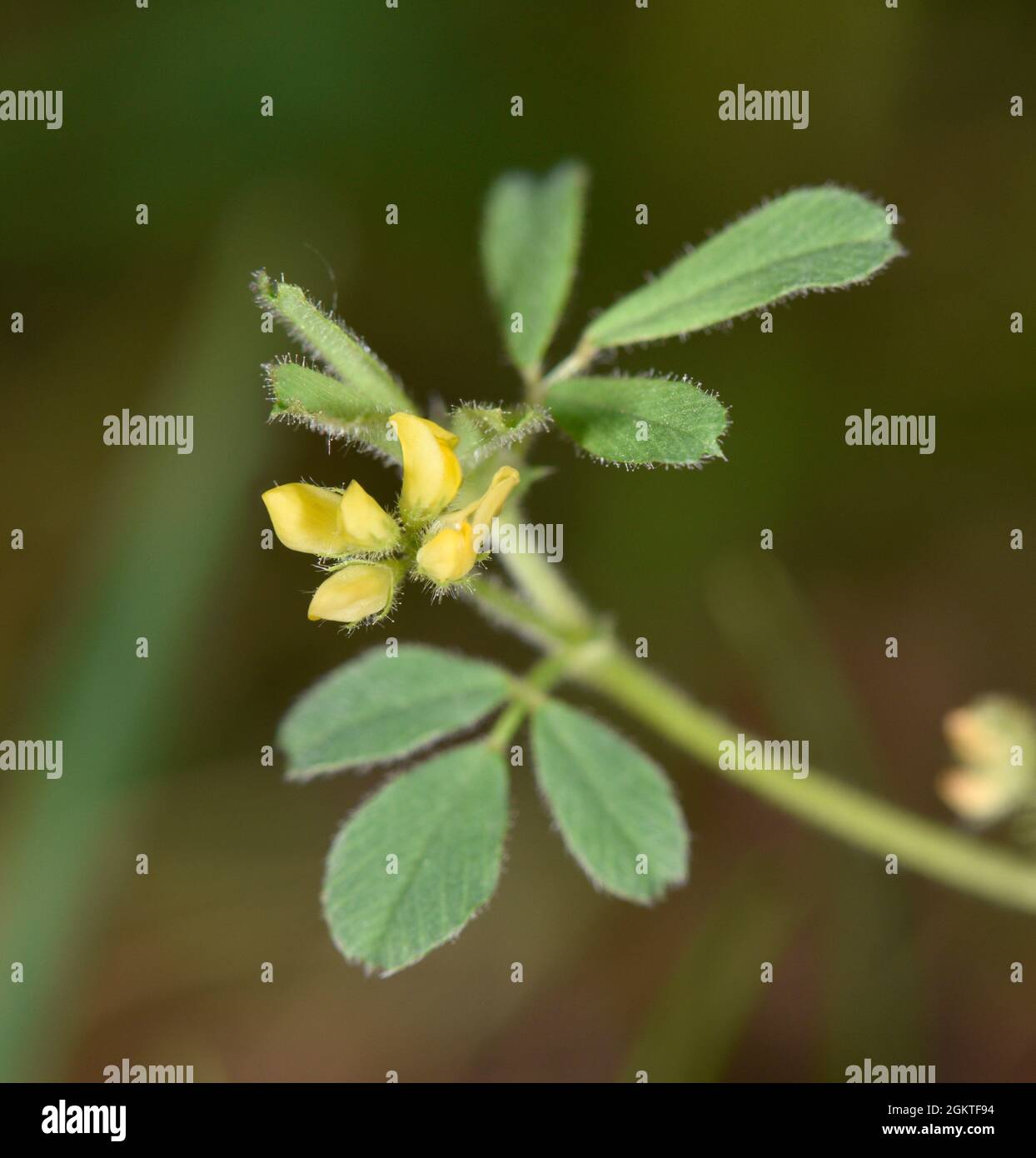 Medicago minima hi-res stock photography and images - Alamy