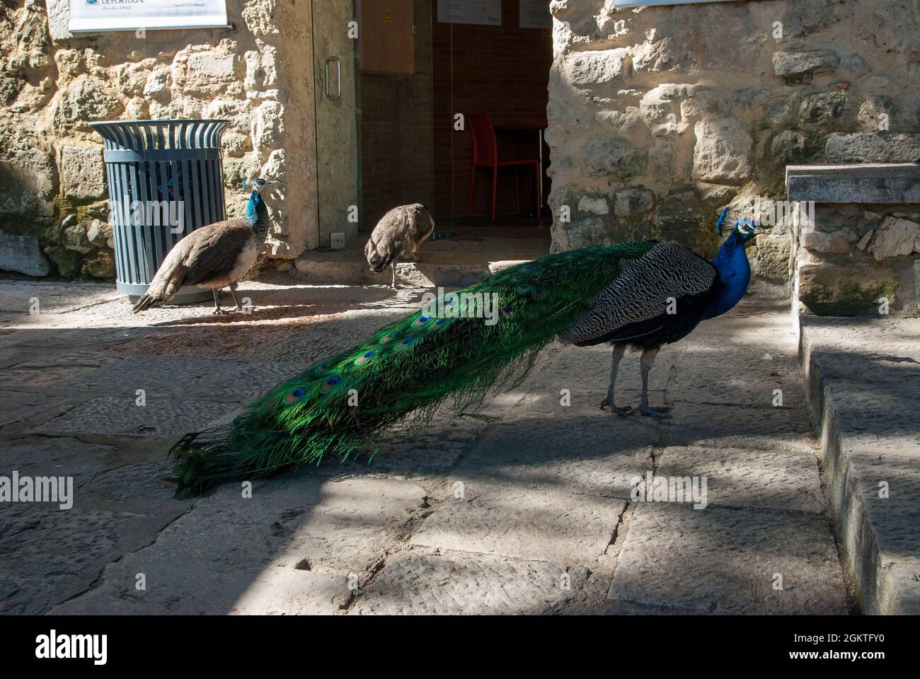 Lisbon peacocks hi-res stock photography and images - Alamy